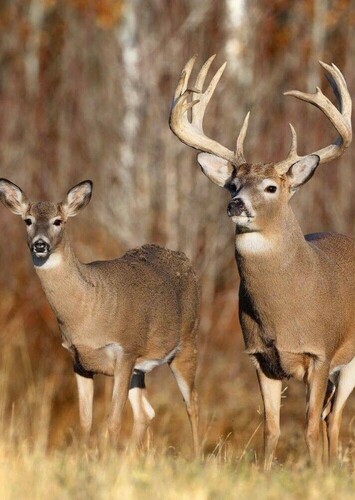 White Tailed Deer Fan Casting for Wild Earth: North America | myCast - Fan Casting Your Favorite ...