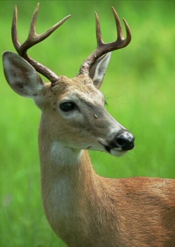 White Tailed Deer Fan Casting for North America Unveiled: Tales from the Continent | myCast ...