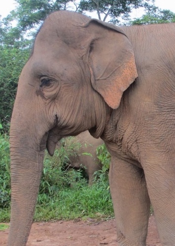 Winifred Fan Casting for The Jungle Book ( Live Action Alternate ...