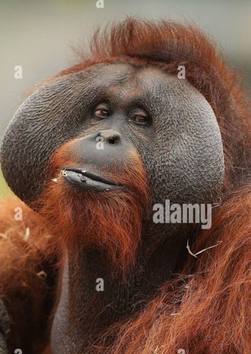 Wolber Fan Casting for The Wild Live Action | myCast - Fan Casting Your ...