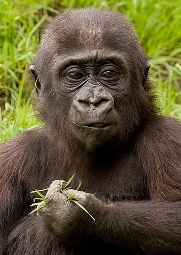 Young Flynt Fan Casting for Tarzan Remake (Live Action) | myCast - Fan ...