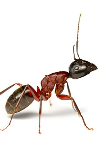 Antz (2026 film) Fan Casting on myCast