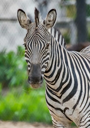 Zach (The Zebra) Fan Casting for Kansas City Zoo & Aquarium Movie ...