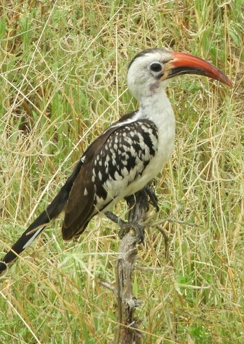 National Geographic's A Real Lion King Fan Casting on myCast