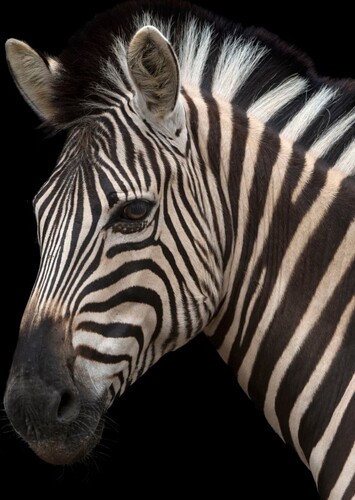 Zebra Fan Casting for Wild Horizons: Exploring Earth's Untamed Beauty ...