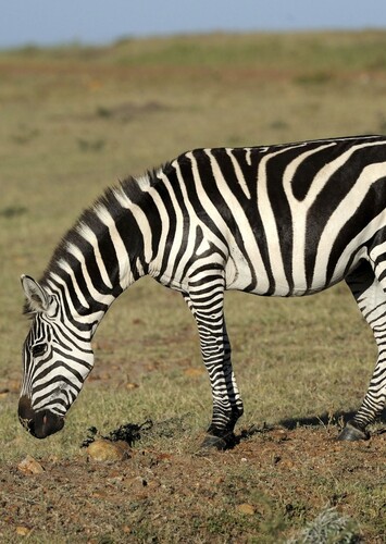 Zebra Fan Casting for Africa | myCast - Fan Casting Your Favorite Stories