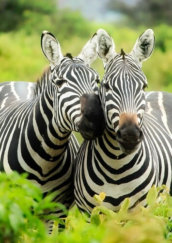 Hello World: Animals Fan Casting on myCast