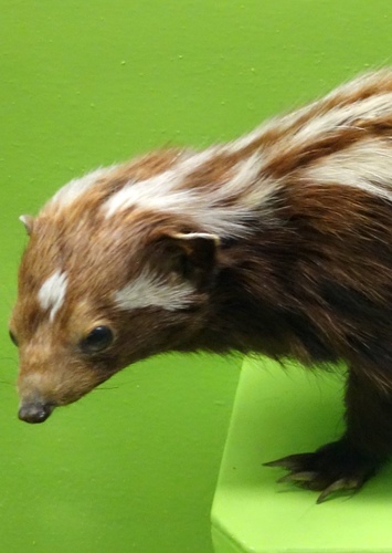 Fan Casting Veronica Alicino as Zee in The Ice Age Adventures of Buck ...