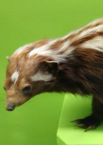 Zee Fan Casting for The Ice Age Adventures of Buck Wild (2042) | myCast ...