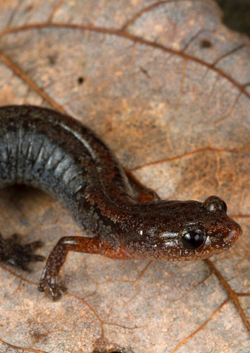 Zigzag salamander Fan Casting for ABC’s in North America | myCast - Fan ...
