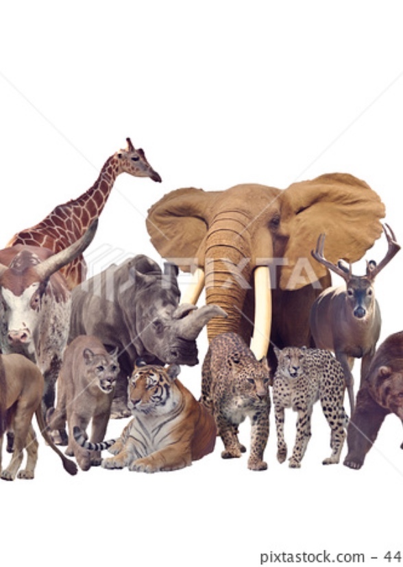World of Mammals Fan Casting on myCast