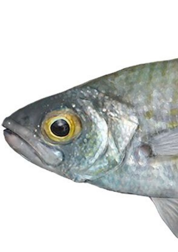 Fish the Movie Fan Casting on myCast