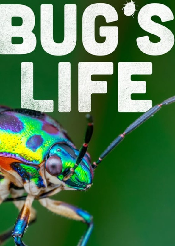 Fan Casting Frank Welker as Thumper in A Bug's Life (1988) on myCast