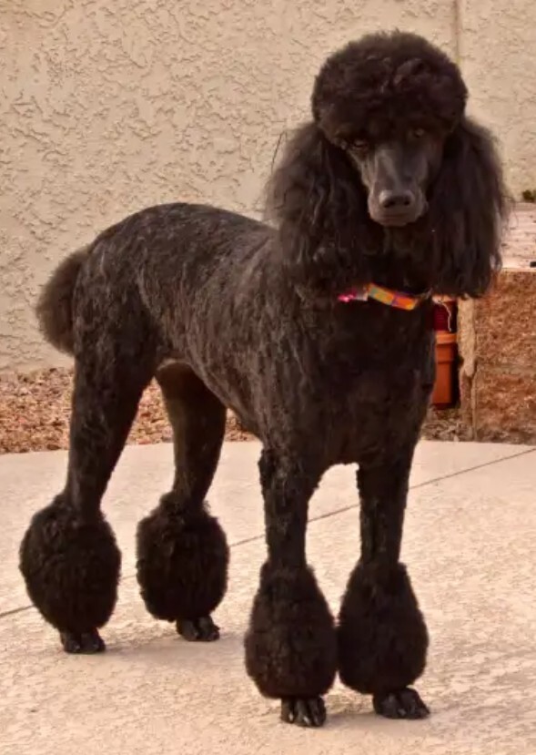 Greta Reynolds Fan Casting for A Dog's Ransom (1981) | myCast - Fan Casting Your Favorite Stories