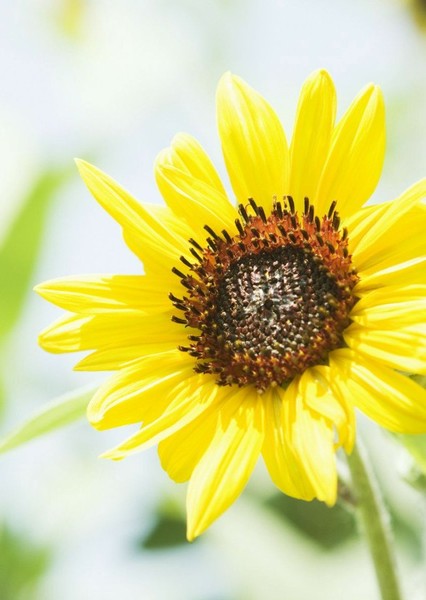 Kristin Carey on myCast - Fan Casting Your Favorite Stories