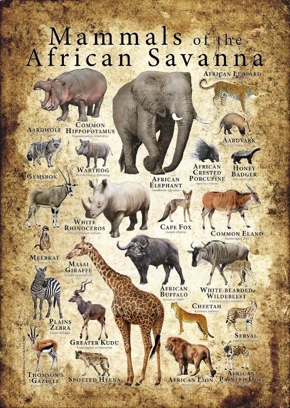 Zebra Fan Casting for Africa | myCast - Fan Casting Your Favorite Stories