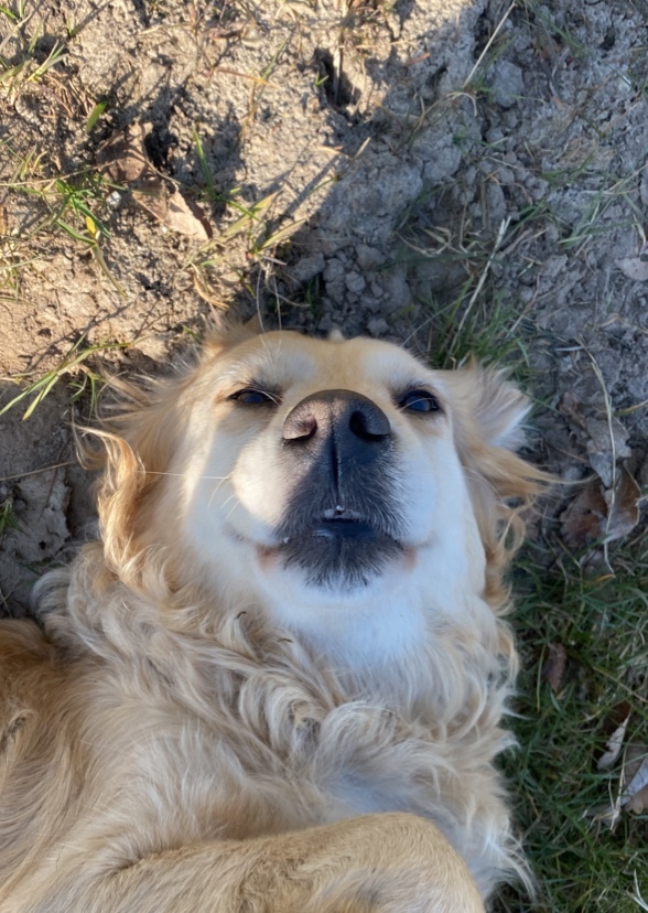 Ajk Live Action Fan Casting on myCast