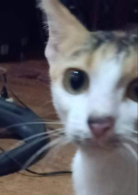 (Alitta The Cat) Hello Baby Fan Casting on myCast