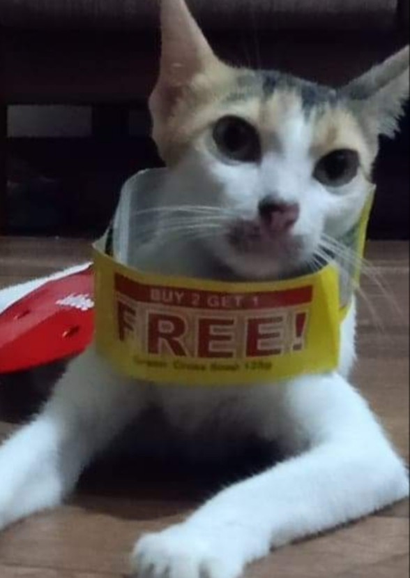 Alitta The Cat - Philippines pinoy cat Fan Casting on myCast