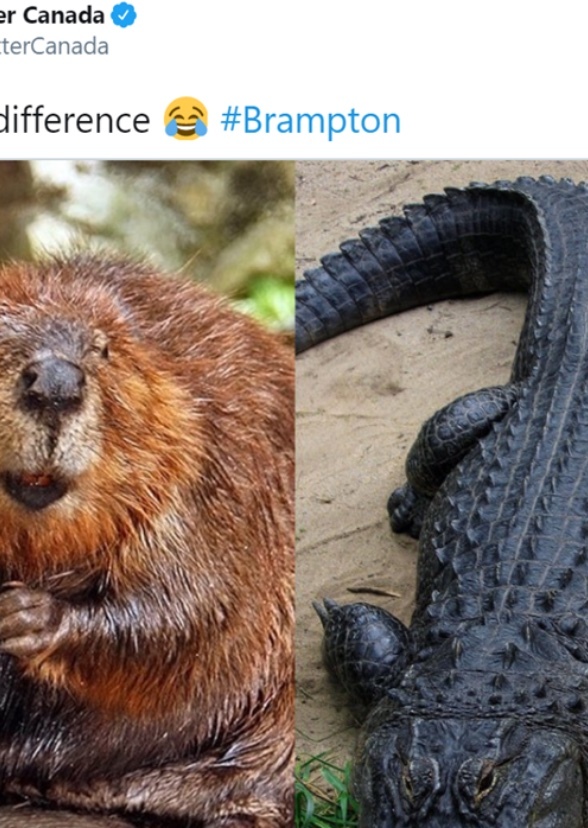 American Alligator and Beaver (tv series) Fan Casting on myCast