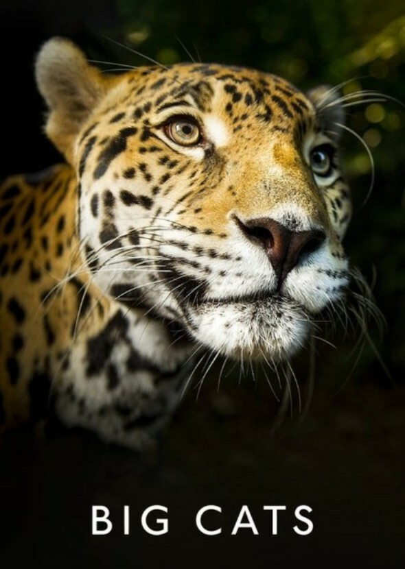 Animal Crew (My Version) Fan Casting on myCast