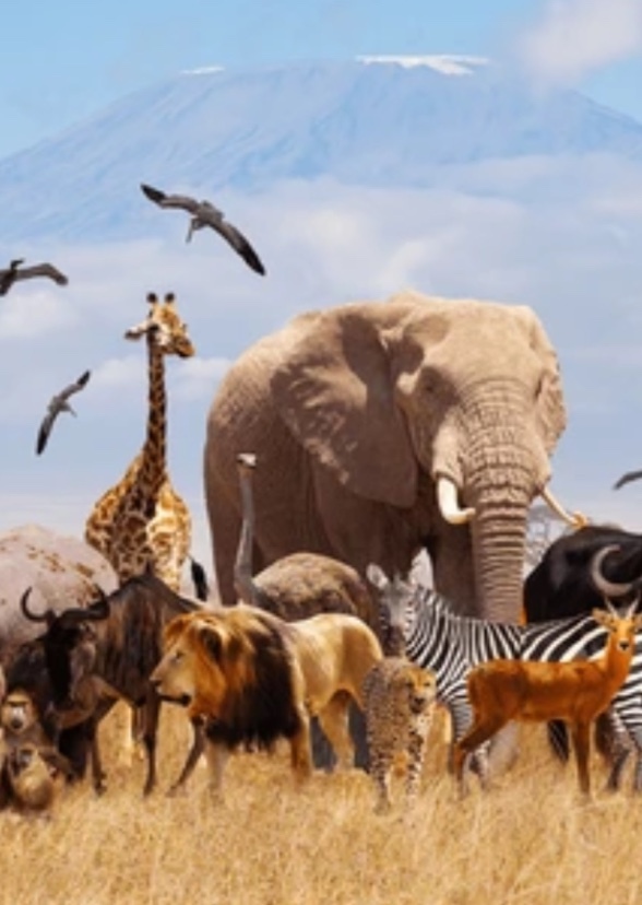 Animal Duos that we need more of in Media Fan Casting on myCast