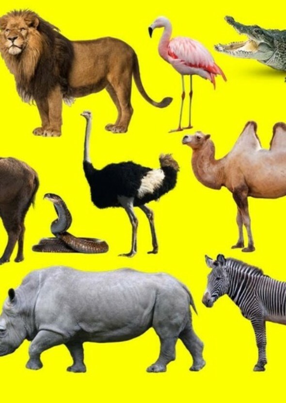 Animal Kingdom (PBS Nature Series) Fan Casting on myCast