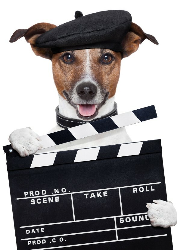 Fan Casting Common Waterbuck as The Lion King in Animal Species that ...