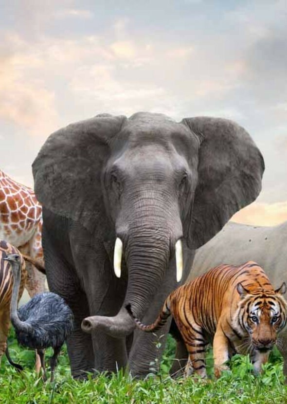 Animals Fan Casting on myCast