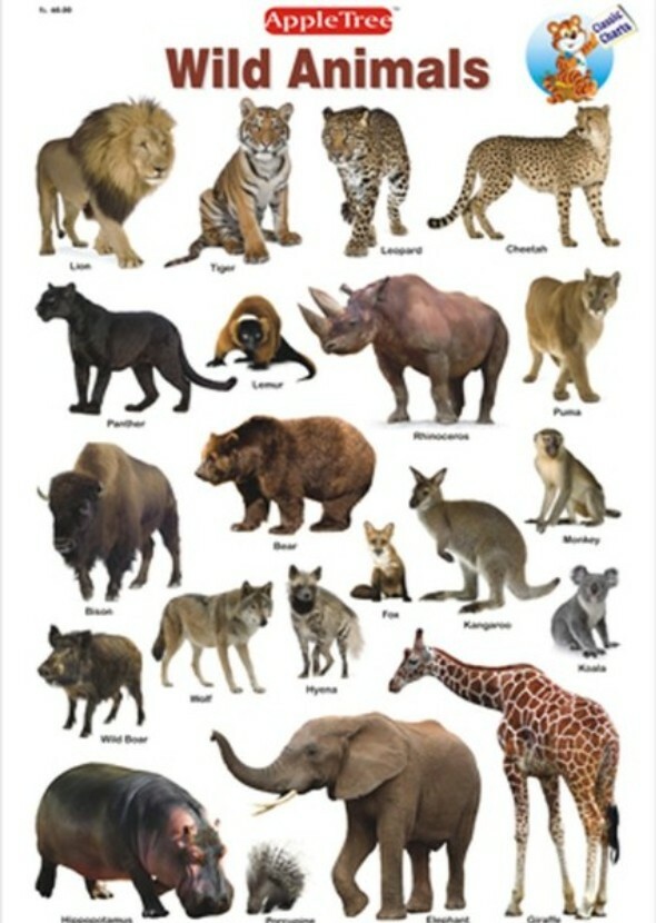 Animals Like Us (PBS Nature Series) Fan Casting on myCast