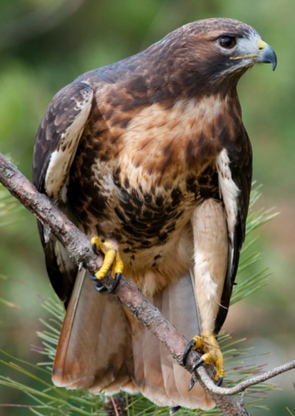 Animorphs the beginning part 2 (the final season Fan Casting on myCast