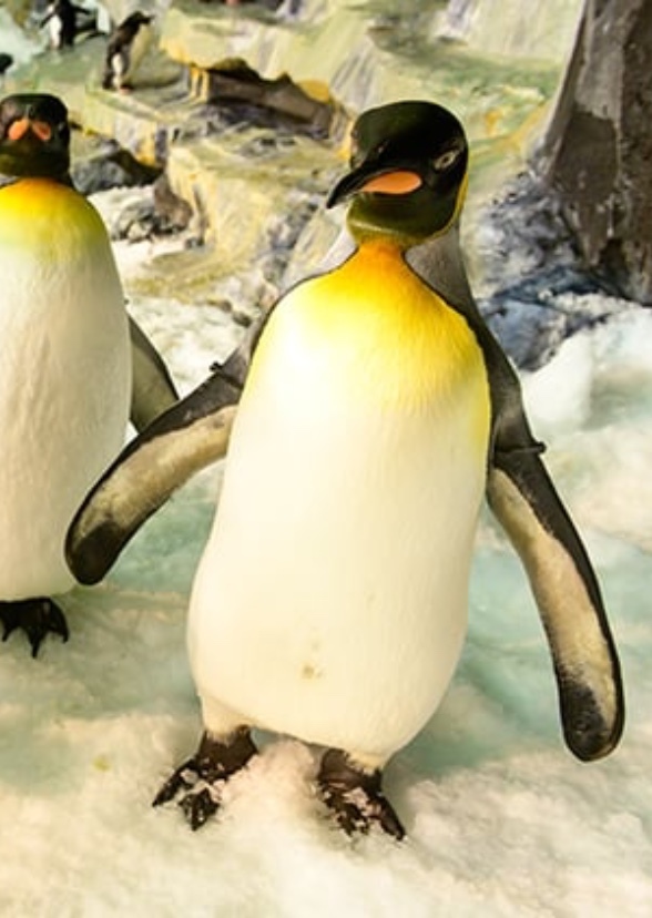 Arctic And Antarctic Animals Gender Reveal Fan Casting On Mycast