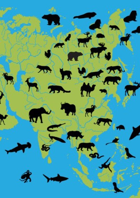 Asia Fan Casting on myCast