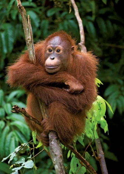 Asia Fan Casting on myCast