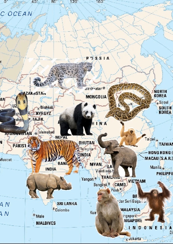 Asia Fan Casting on myCast