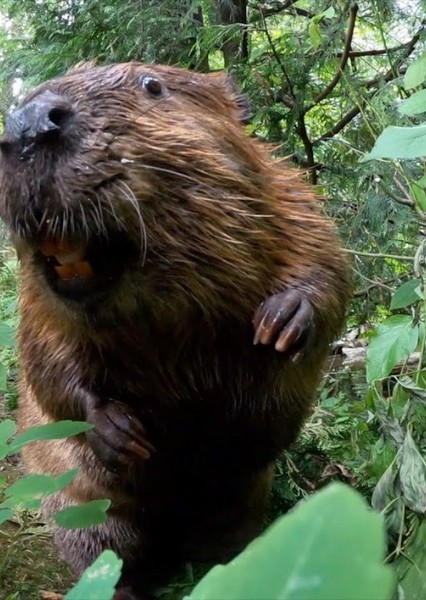 Mama Cliff Dragon on myCast - Fan Casting Your Favorite Stories