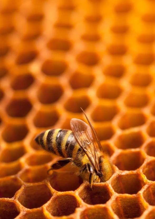 Bee Man Fan Casting on myCast