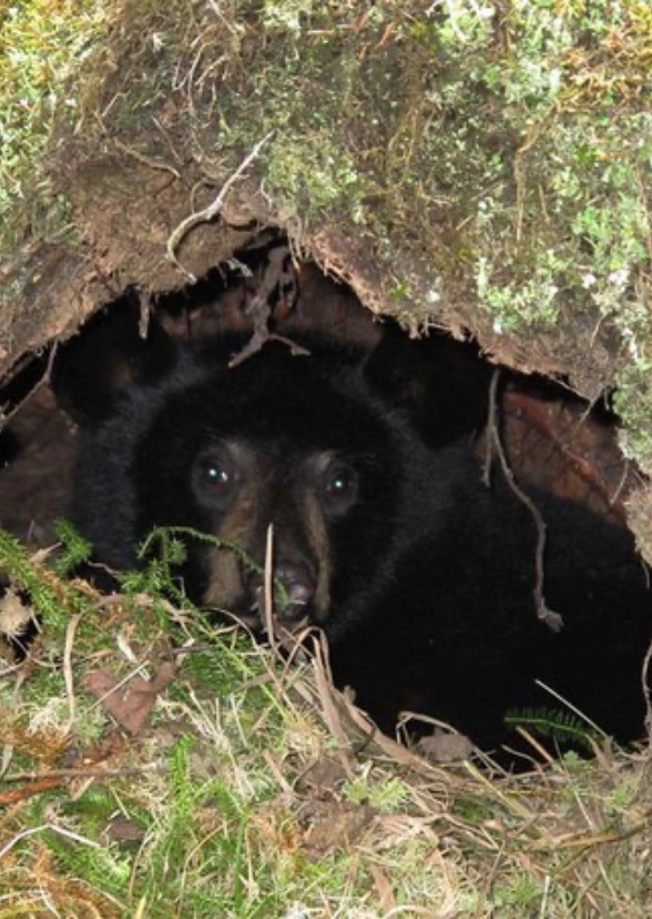 Snardles the Big Fat Rat Fan Casting for Boulder In Disguise | myCast ...