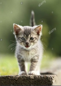 Brittany Nicole Kovler Fan Casting