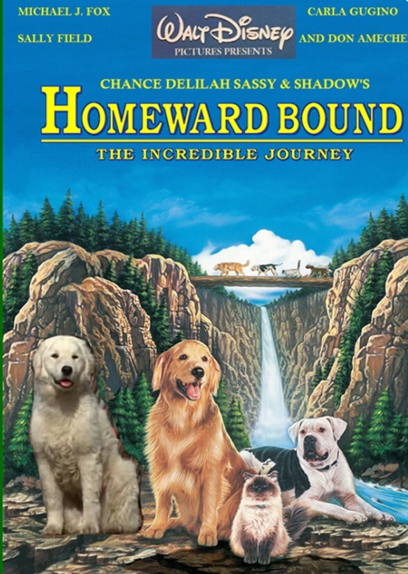 Chance Delilah Sassy & Shadow's Homeward Bound (1998) Fan Casting on myCast