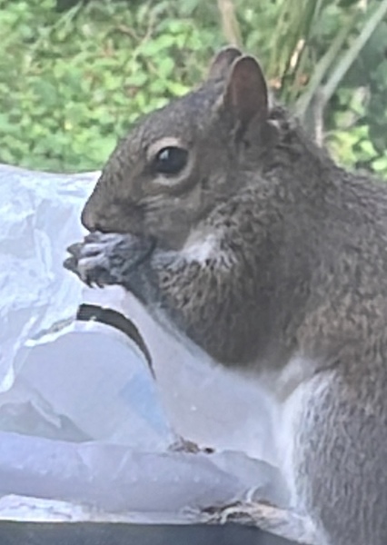 Cursed Year With Out A Santa Fan Casting on myCast