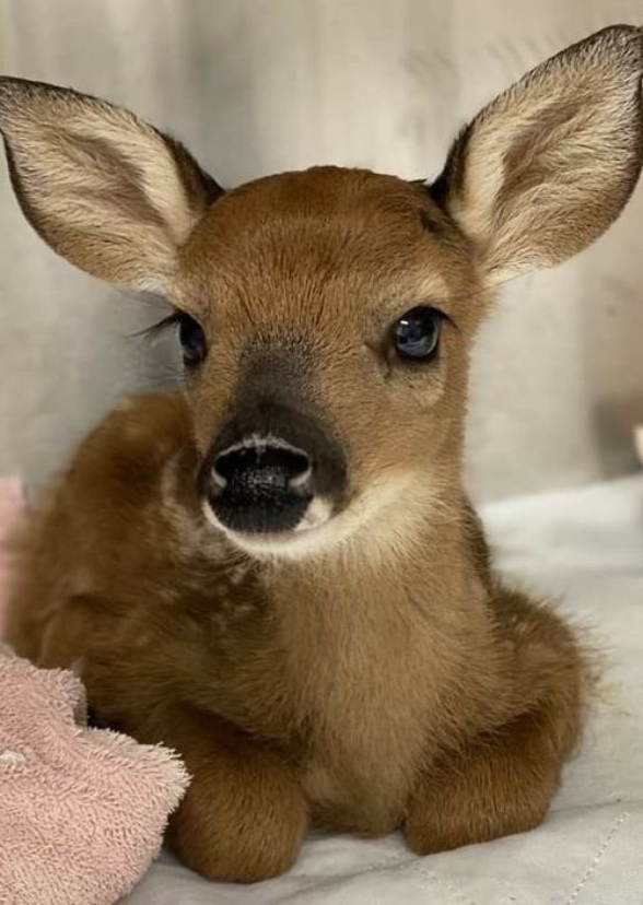 Deer Pretty Fan Casting on myCast