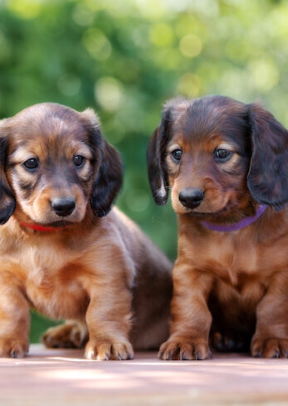 Great Dane Obsessions Fan Casting for Dogs Around the World | myCast ...