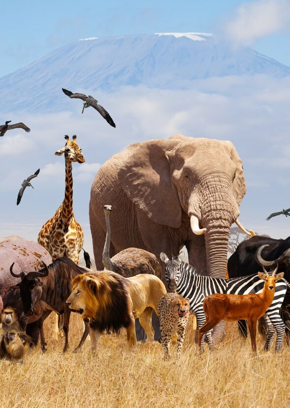 American Alligator Fan Casting for EcoSphere: A Journey Through Earth's ...