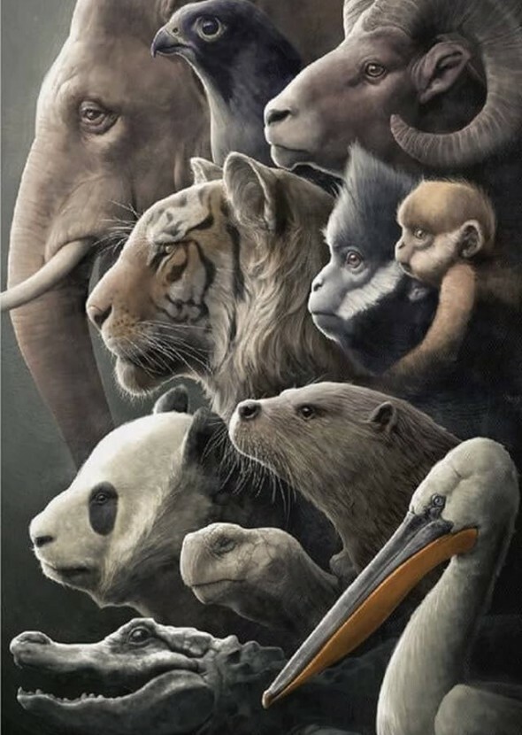 Endangered Animals Fan Casting on myCast