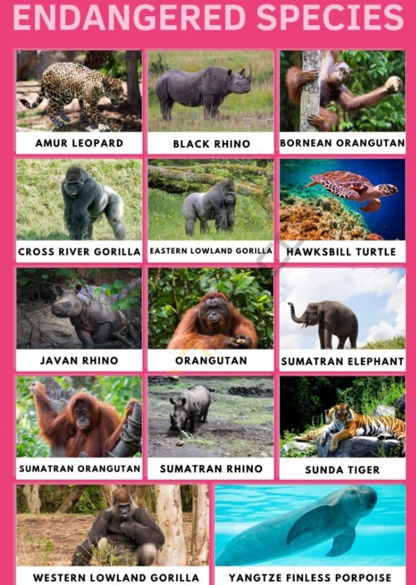 Mountain Gorilla Fan Casting for Endangered | myCast - Fan Casting Your Favorite Stories