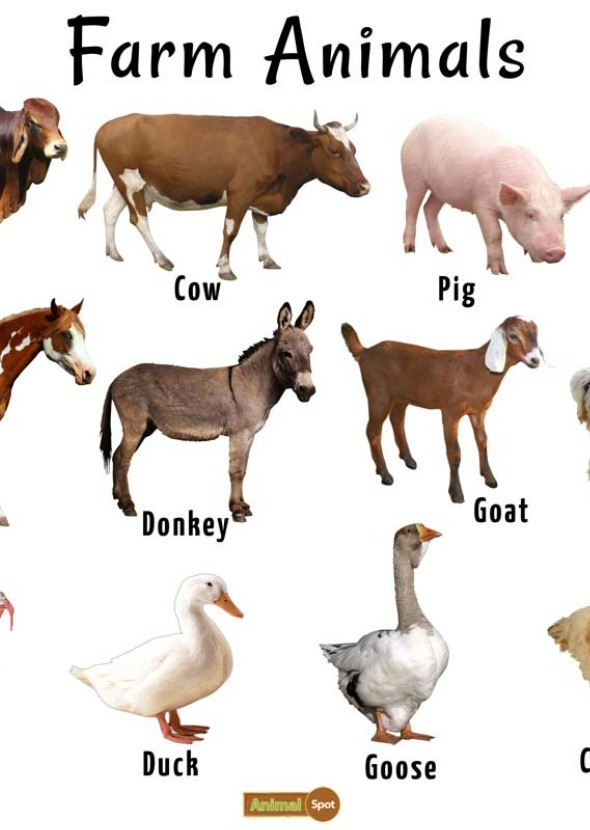 Farm Animals ( ORIGINAL MYCAST) Fan Casting on myCast