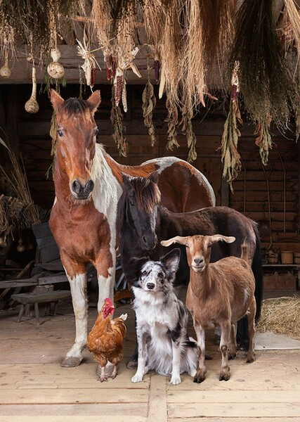 Farm Animals The Series Fan Casting on myCast