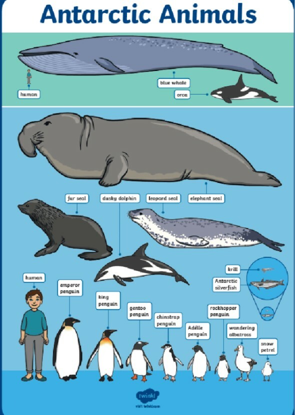 Fictional characters voicing Antarctic and Arctic Animals Fan Casting ...