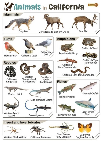 Fictional characters voicing California Animals Fan Casting on myCast